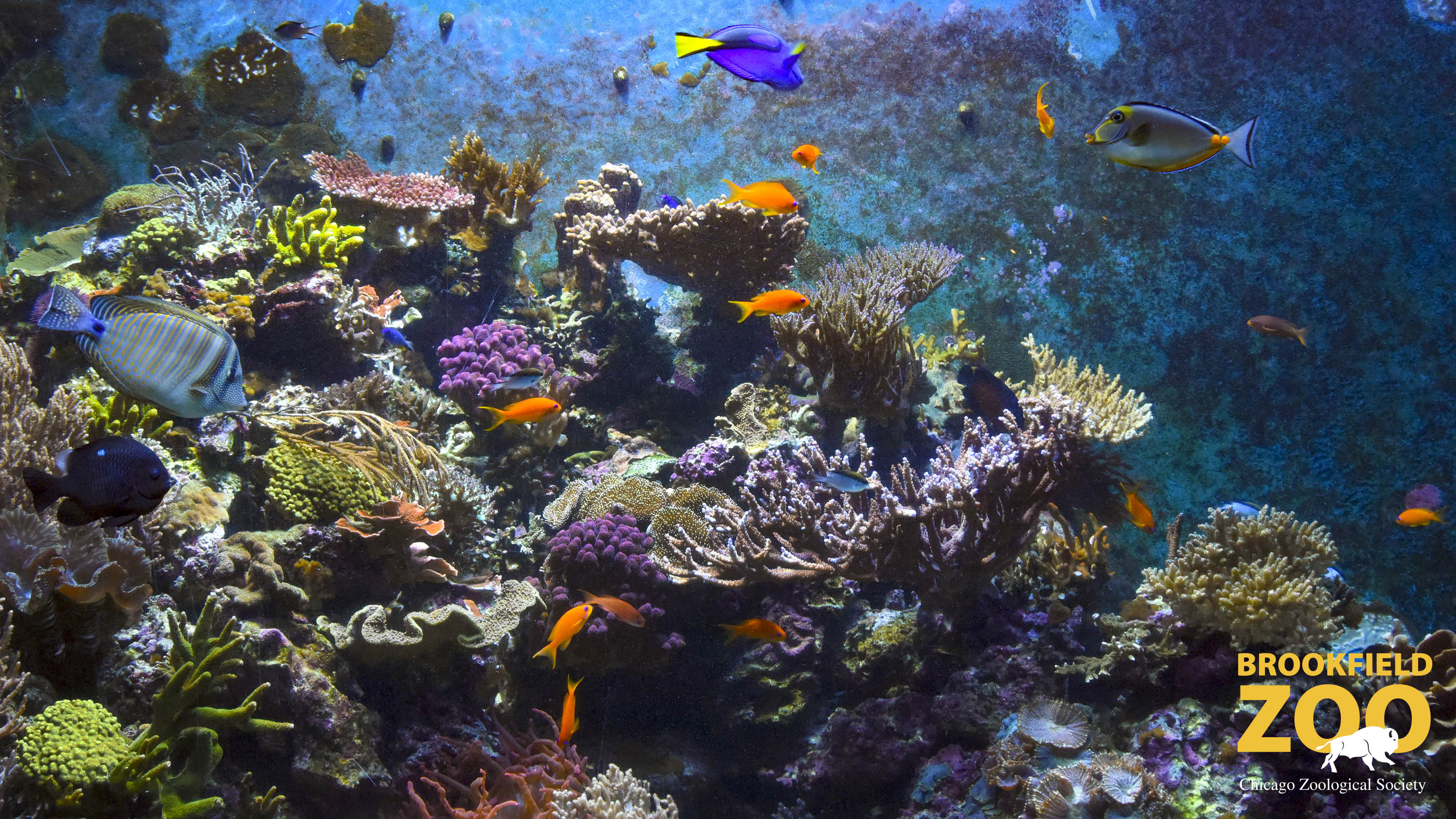 Fish Aquarium Virtual Zoom Background Template PosterMyWall | atelier ...