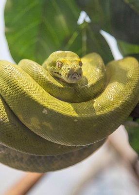 Chicago Zoological Society - Share the Care for Brookfield Zoo Animals